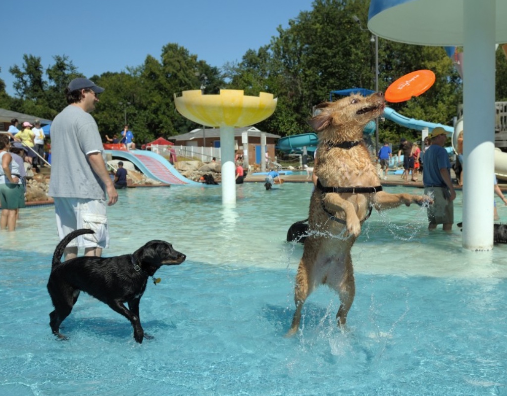 Pooch Pool Party Makes a Splash in Gaithersburg - Montgomery Community ...