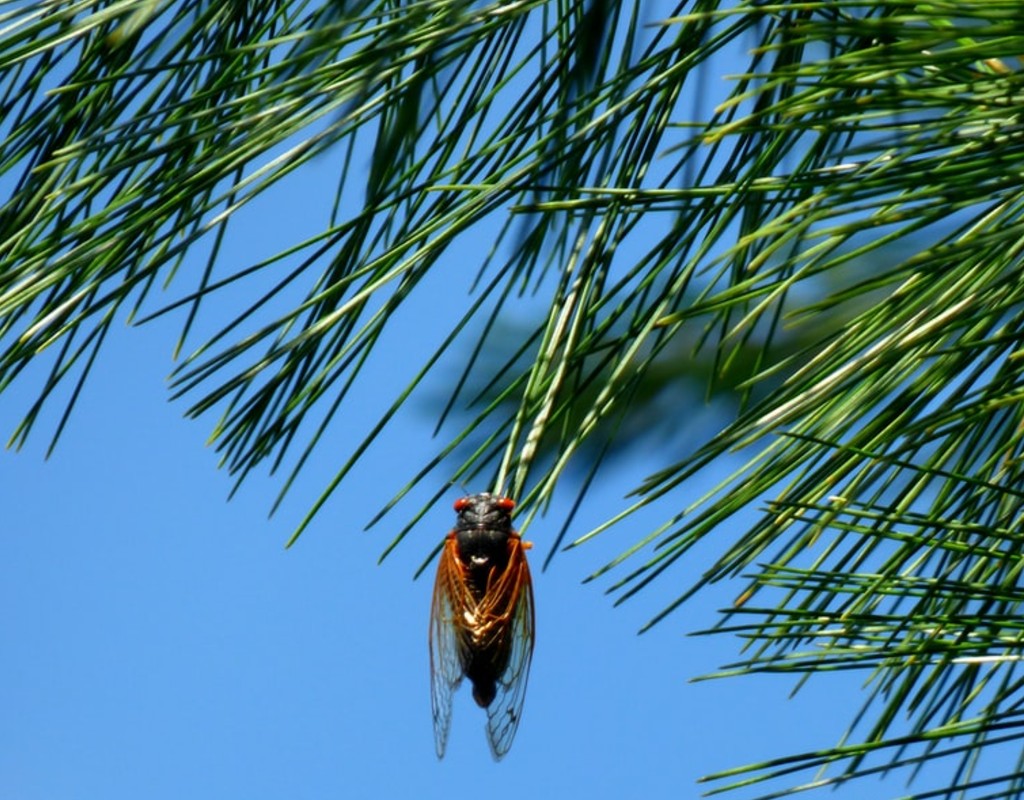 Interactive Cicada Mapping App Now Available for Download - Montgomery ...