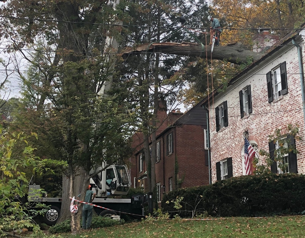 Tree Limb Crashes Through Chevy Chase Home Leaving Family Displaced ...