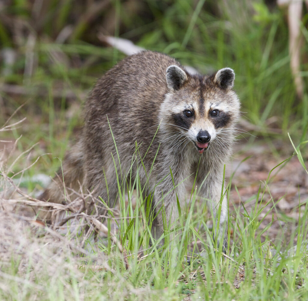 Rabid Raccoon Bites 2 in Silver Spring - Montgomery Community Media