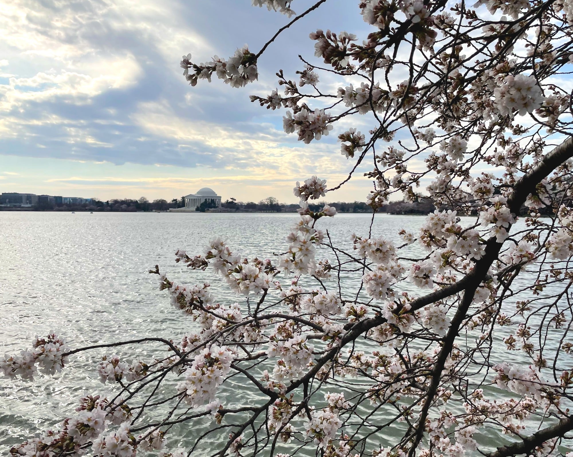Tidal Basin Cherry Trees Reach Peak Bloom a Day Early - Montgomery ...