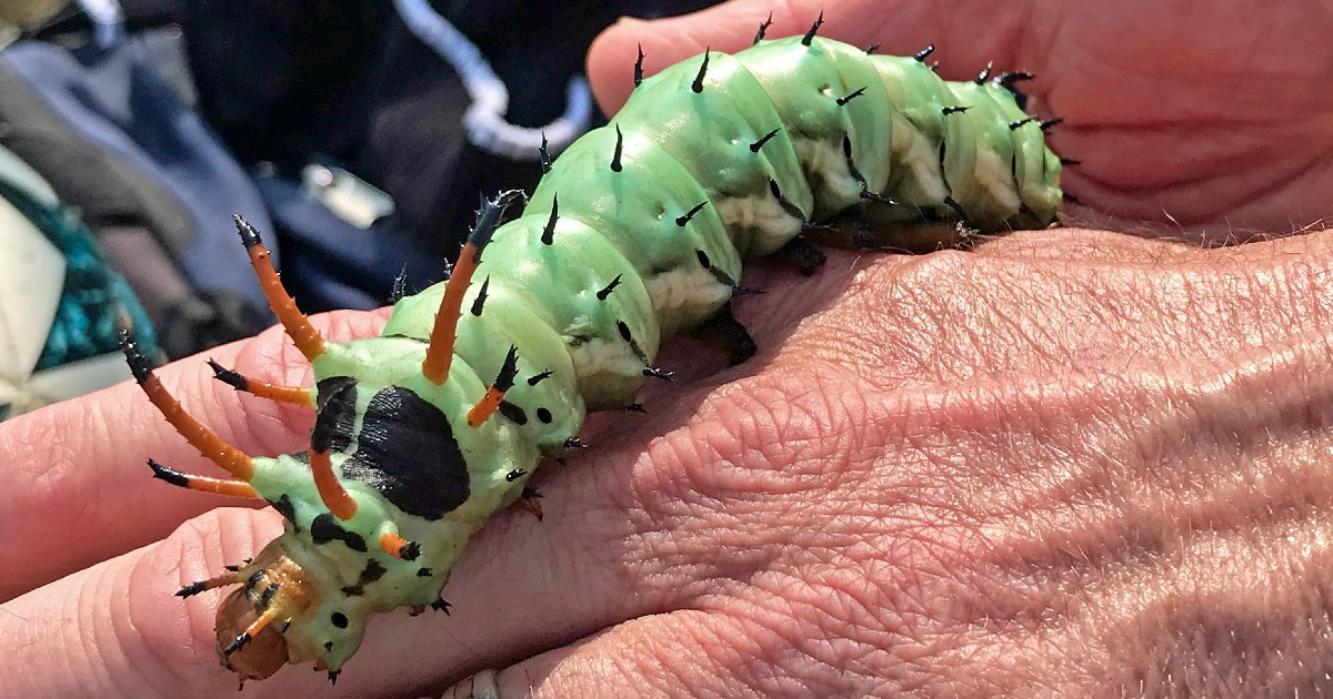 Rare Hickory Horned Devil Caterpillar Spotted in Gaithersburg ...