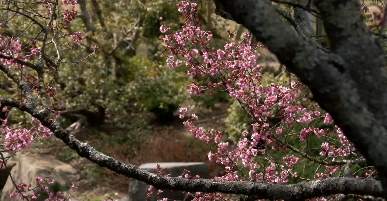 Visiting Brookside Gardens' Cherry Blossoms - Montgomery Community Media