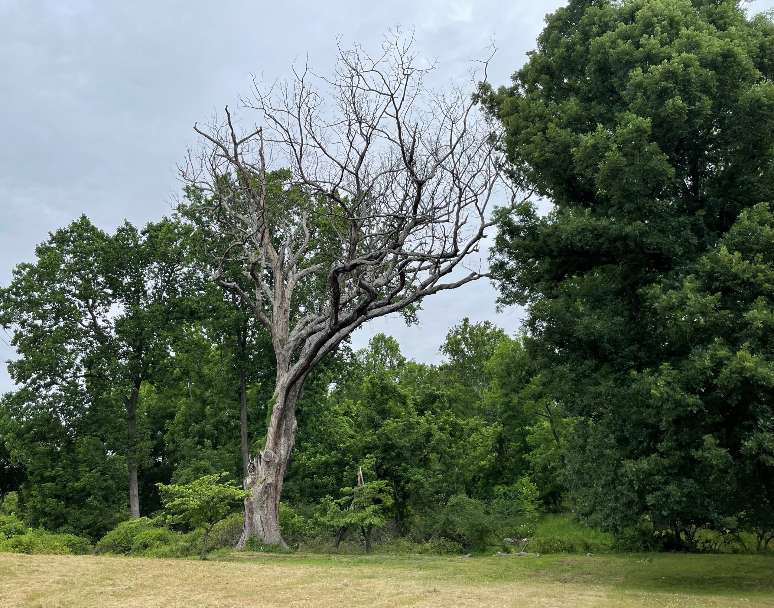 300 Year-Old Linden Oak Tree is Still Standing - Montgomery Community Media