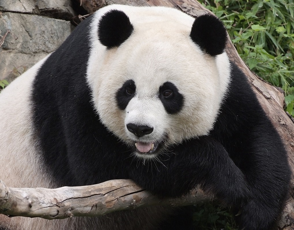Giant Pandas Begin Journey Back to China - Montgomery Community Media