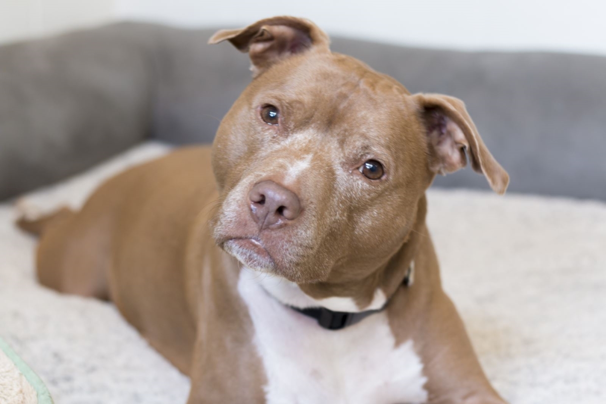 'Find Your Boo' Shelter Event Waives Fees for Large Dogs - Montgomery ...