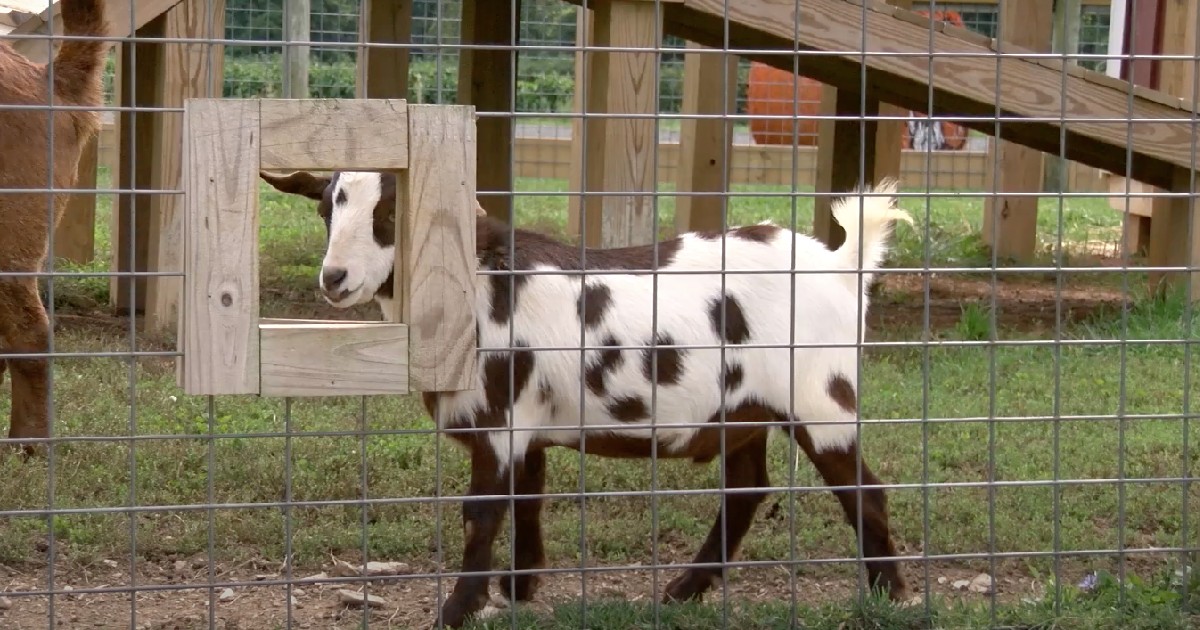 Explore Wineries, Local Produce and Livestock at the 2025 Annual Farm ...