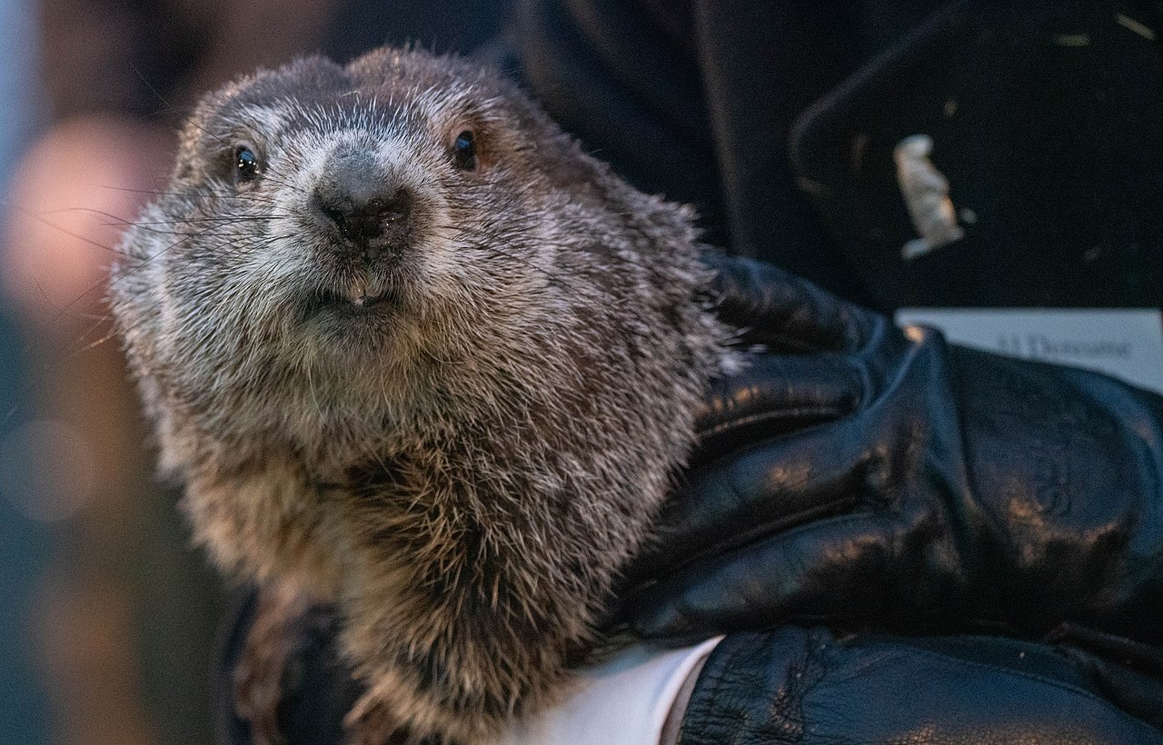 The Phils and Meteorologists United in Groundhog Day Weather ...