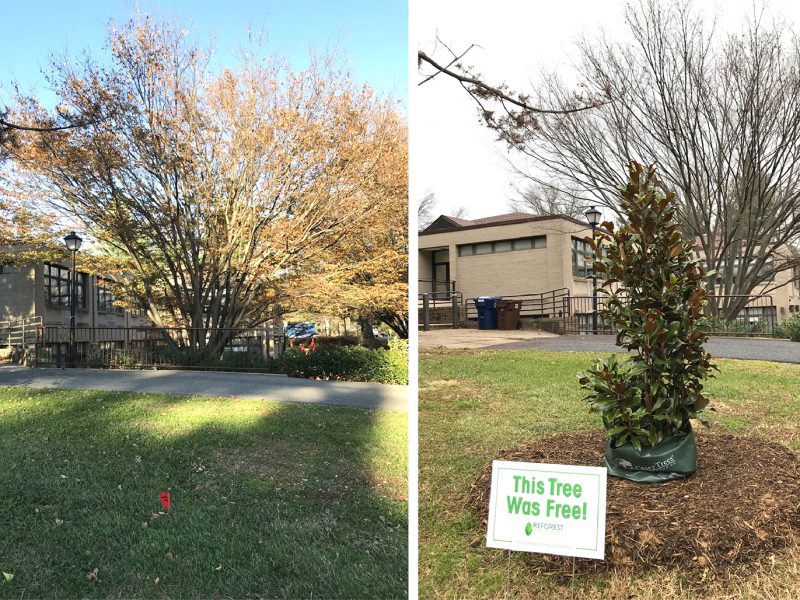 County Accepting Applications for Free Trees Through Feb. 8 ...