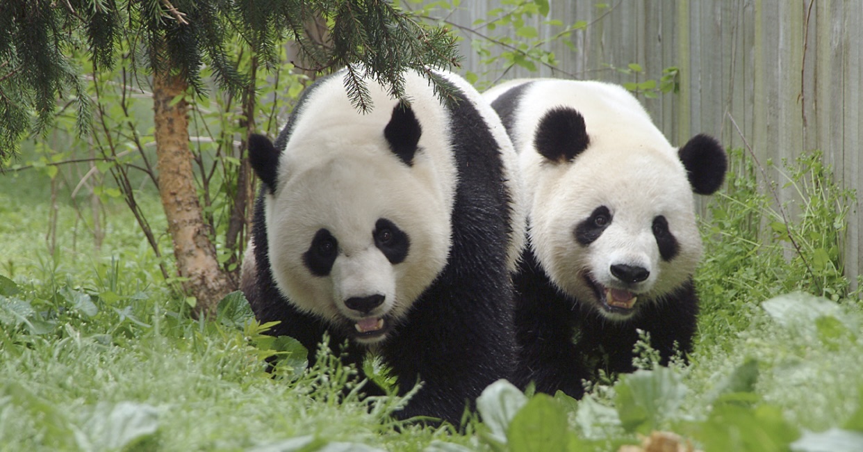 Pandas Will Return to National Zoo This Year - Montgomery Community Media