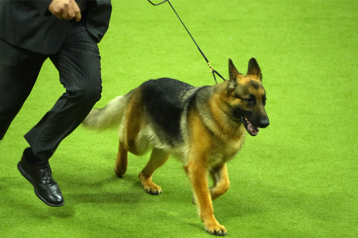 Bethesda German Shepherd Wins Westminster Herding Group - Montgomery ...