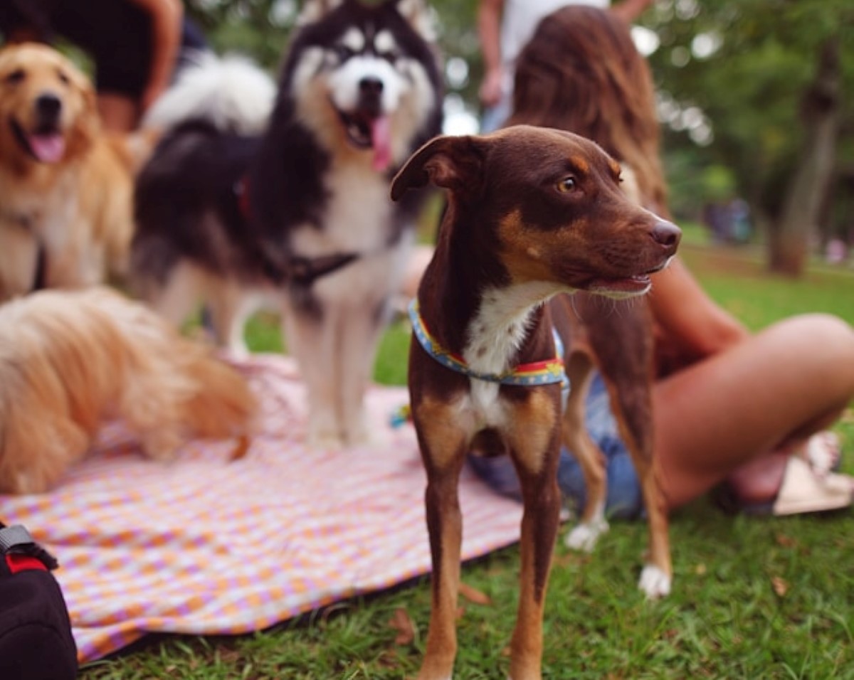 ‘Paws in the Park’ Dog Walk & Festival Comes to Fairgrounds ...
