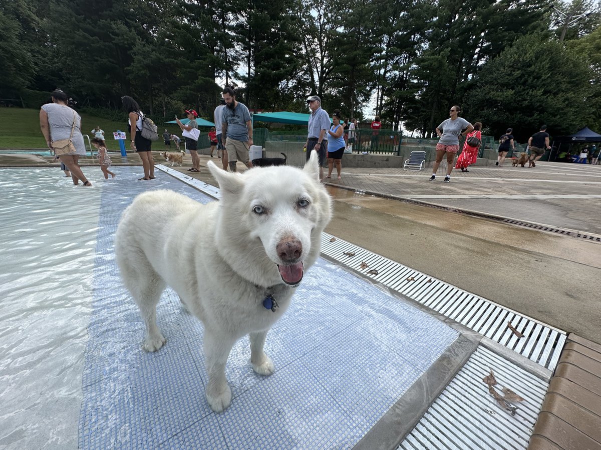 Pooch Pool Party in Gaithersburg this Weekend - Montgomery Community Media