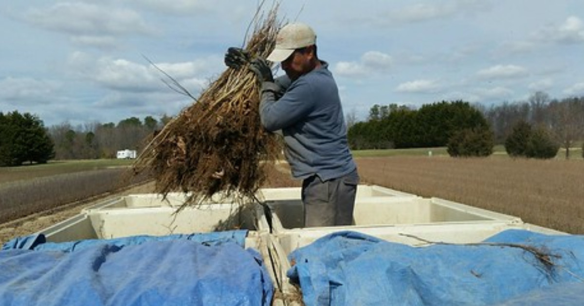 State Offering Trees for Spring Planting - Montgomery Community Media