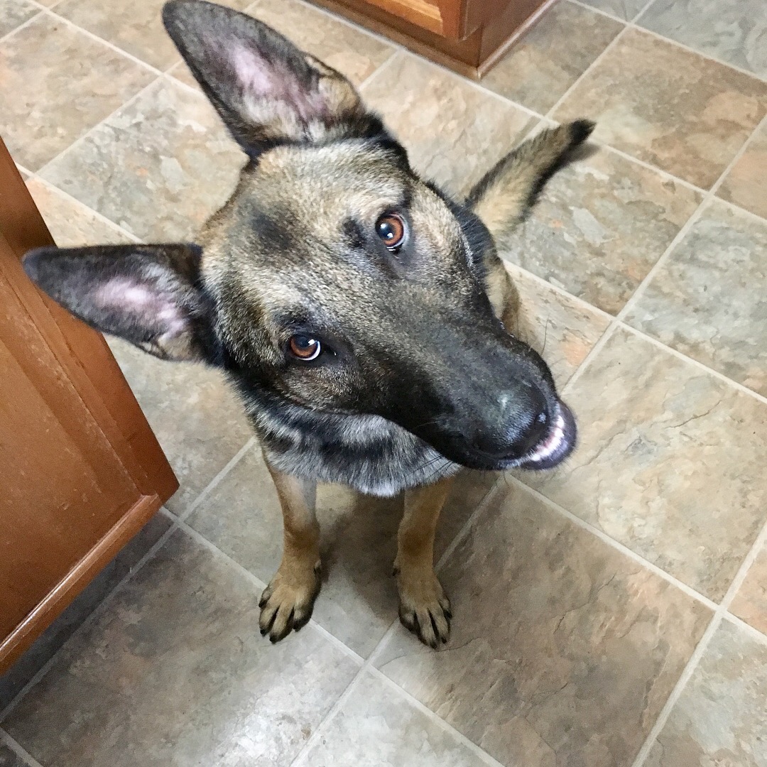 Beloved K9, Monte, Mourned By Handler, Police Department - Montgomery ...