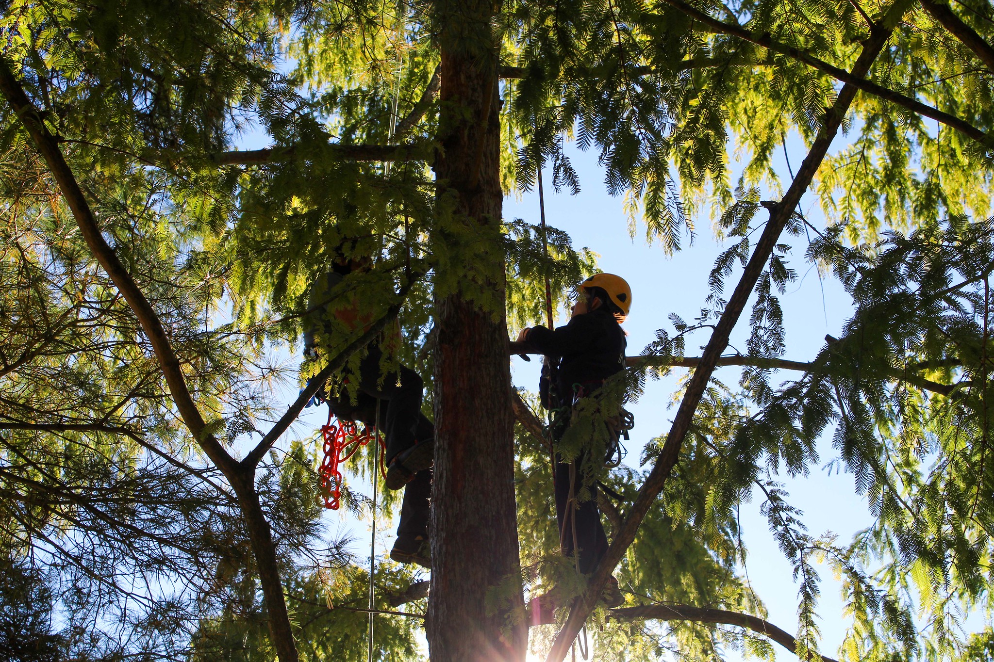 Park Academy Series Offers Yoga, Art, and Tree Climbing in Spring ...
