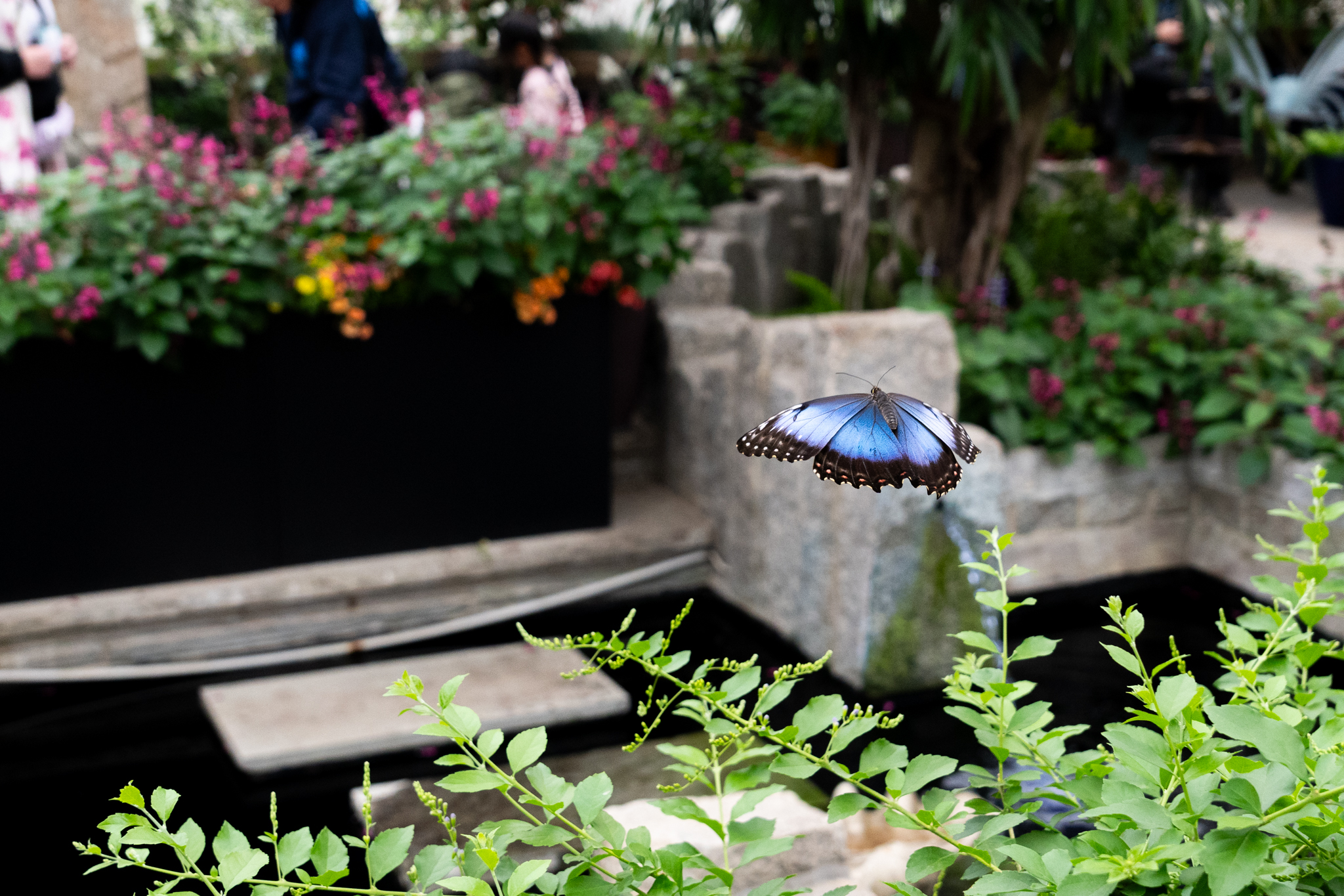 Brookside Gardens' Butterfly Experience Springs Back to Life (Photos ...