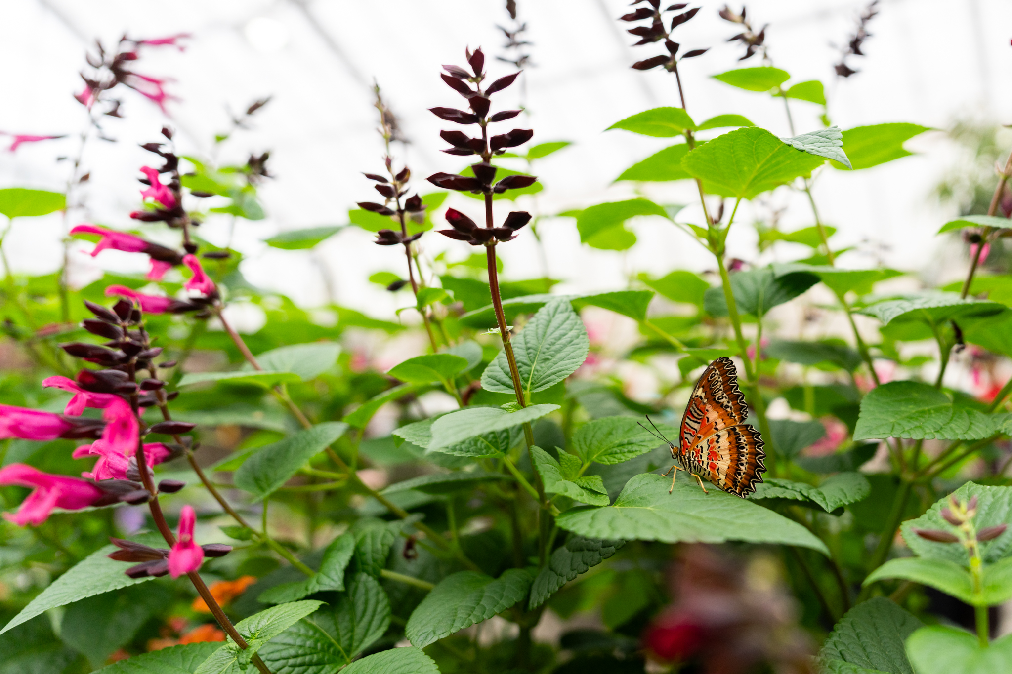 Brookside Gardens' Butterfly Experience Springs Back to Life (Photos) - Montgomery Community Media
