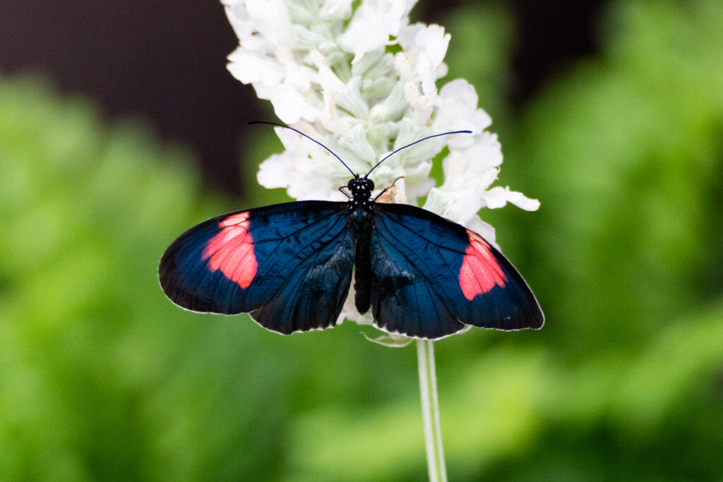'Butterfly Experience' returns to Brookside Gardens April 1 ...