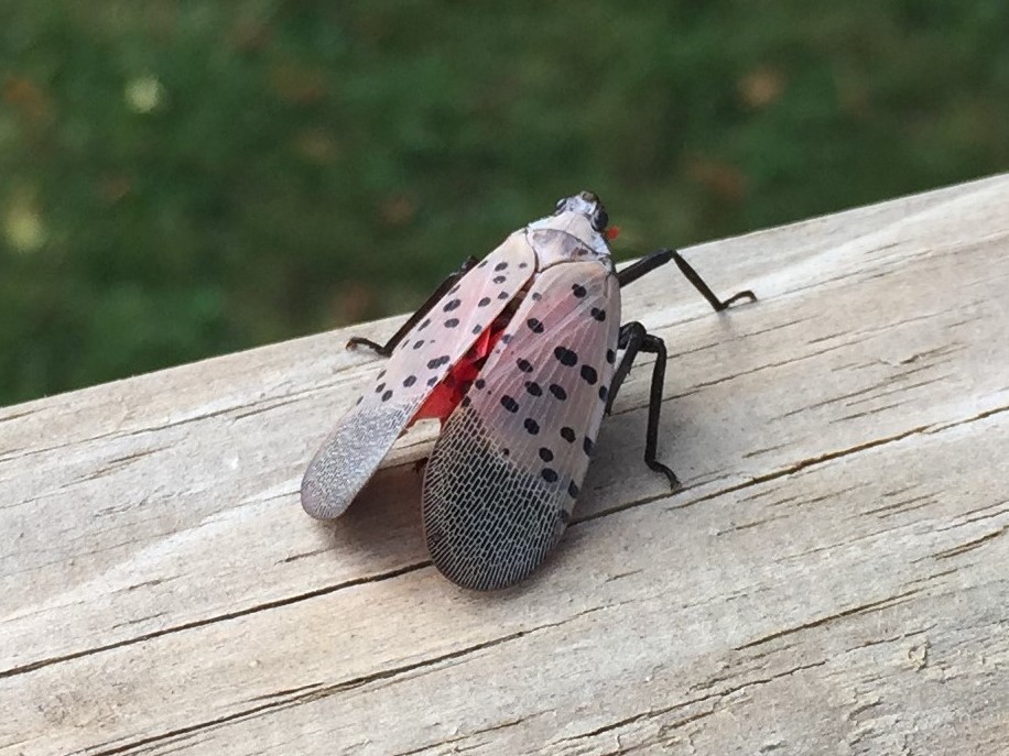 Officials Weigh in on Spotted Lanternfly Invasion with Tips, Resources ...