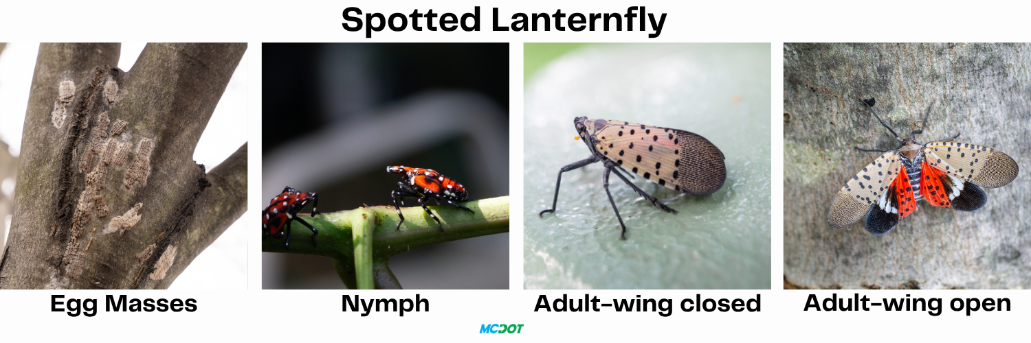 Officials Weigh in on Spotted Lanternfly Invasion with Tips, Resources ...