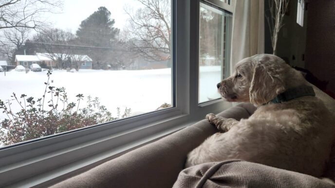 Extreme cold puts pets at risk during snow emergency - Montgomery ...