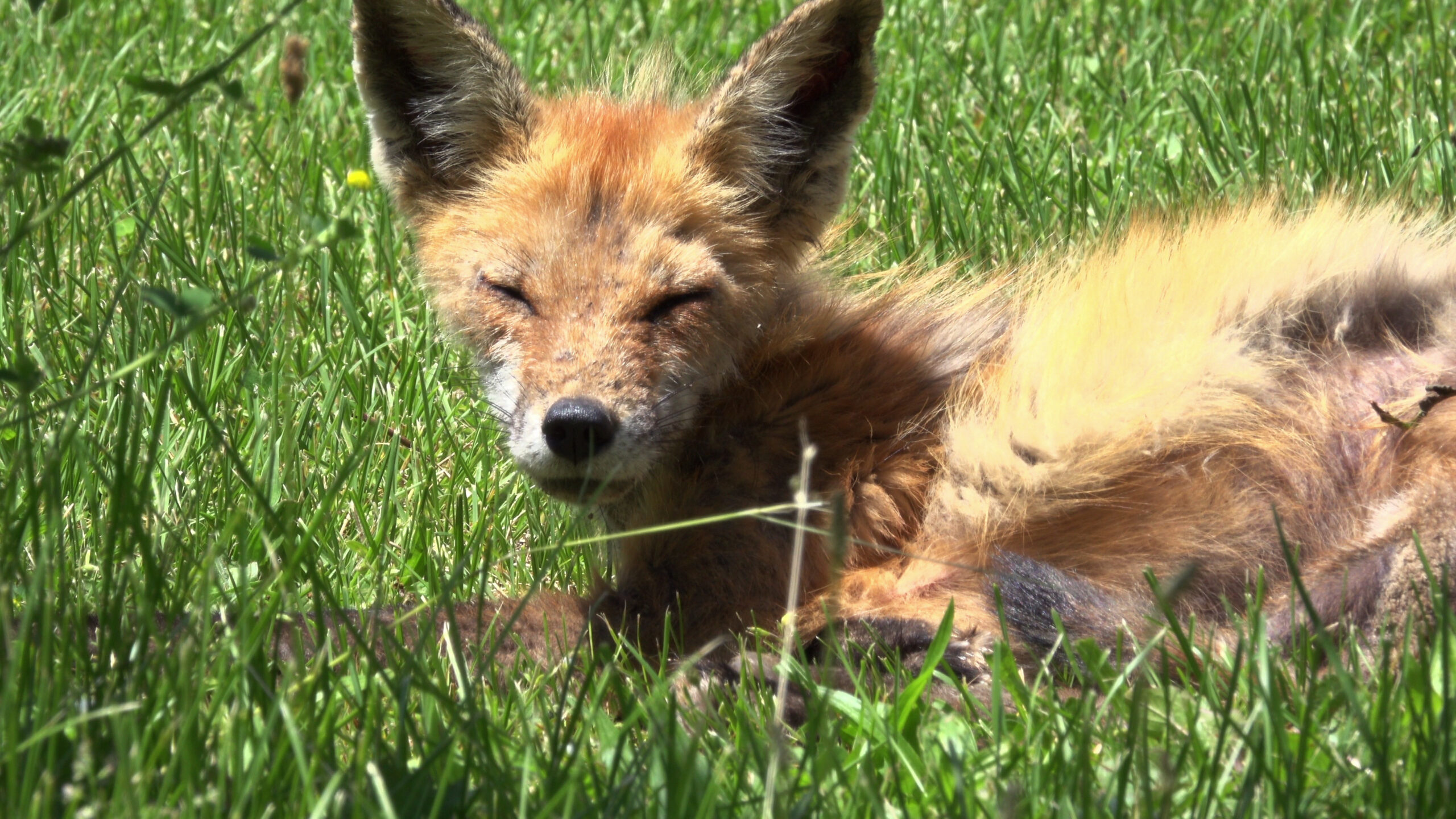 Rabid fox that attacked woman, two dogs on the loose in Rockville ...